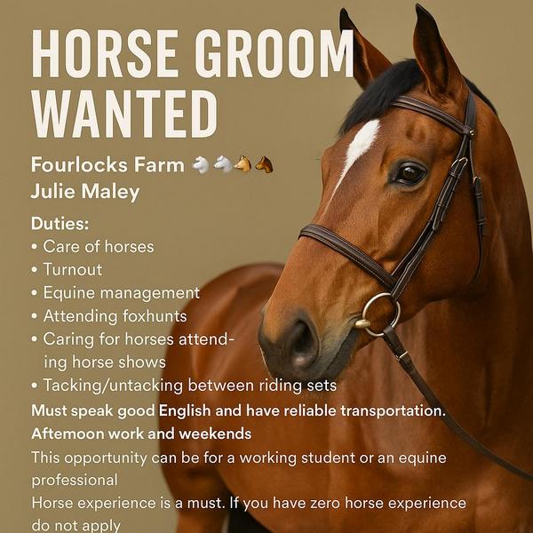 horses wanted